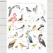 Bird Alphabet Poster | Etsy