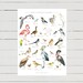 Bird Alphabet Poster - Etsy