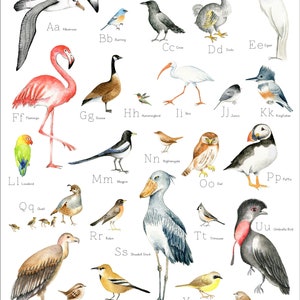 Bird Alphabet Poster - Etsy