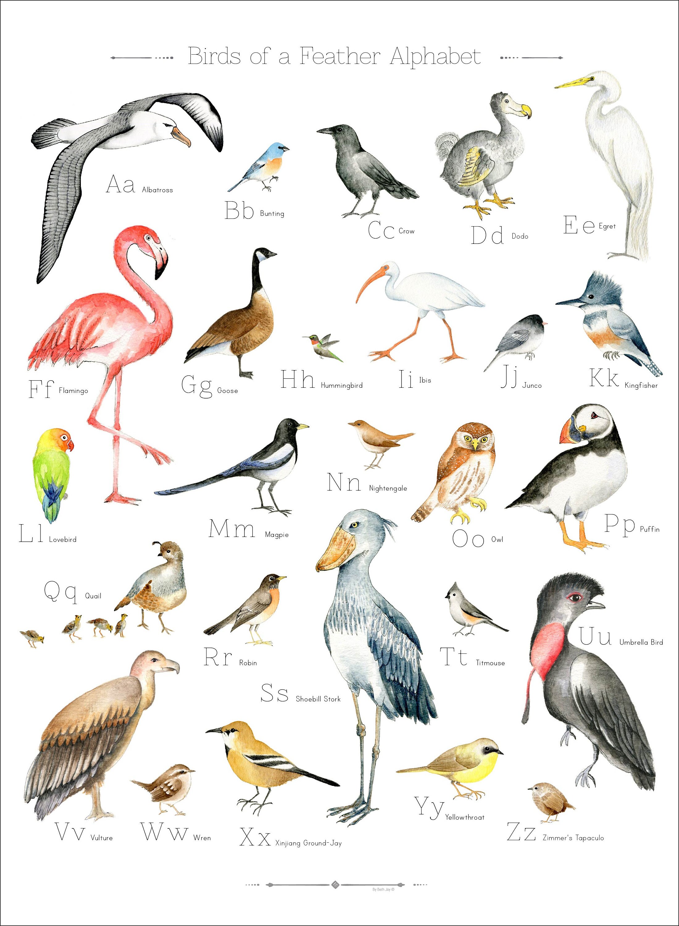 Bird Alphabet Poster - Etsy