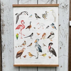 Bird Alphabet Poster - Etsy