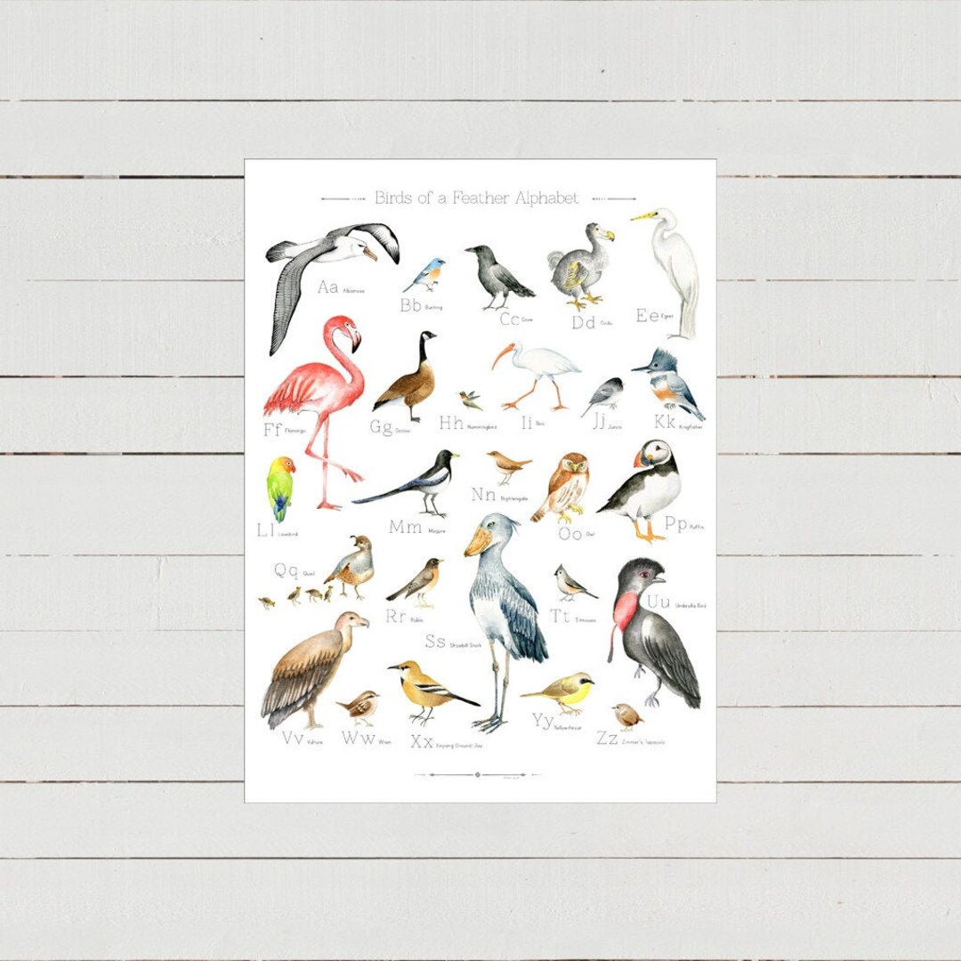 Bird Alphabet Poster - Etsy