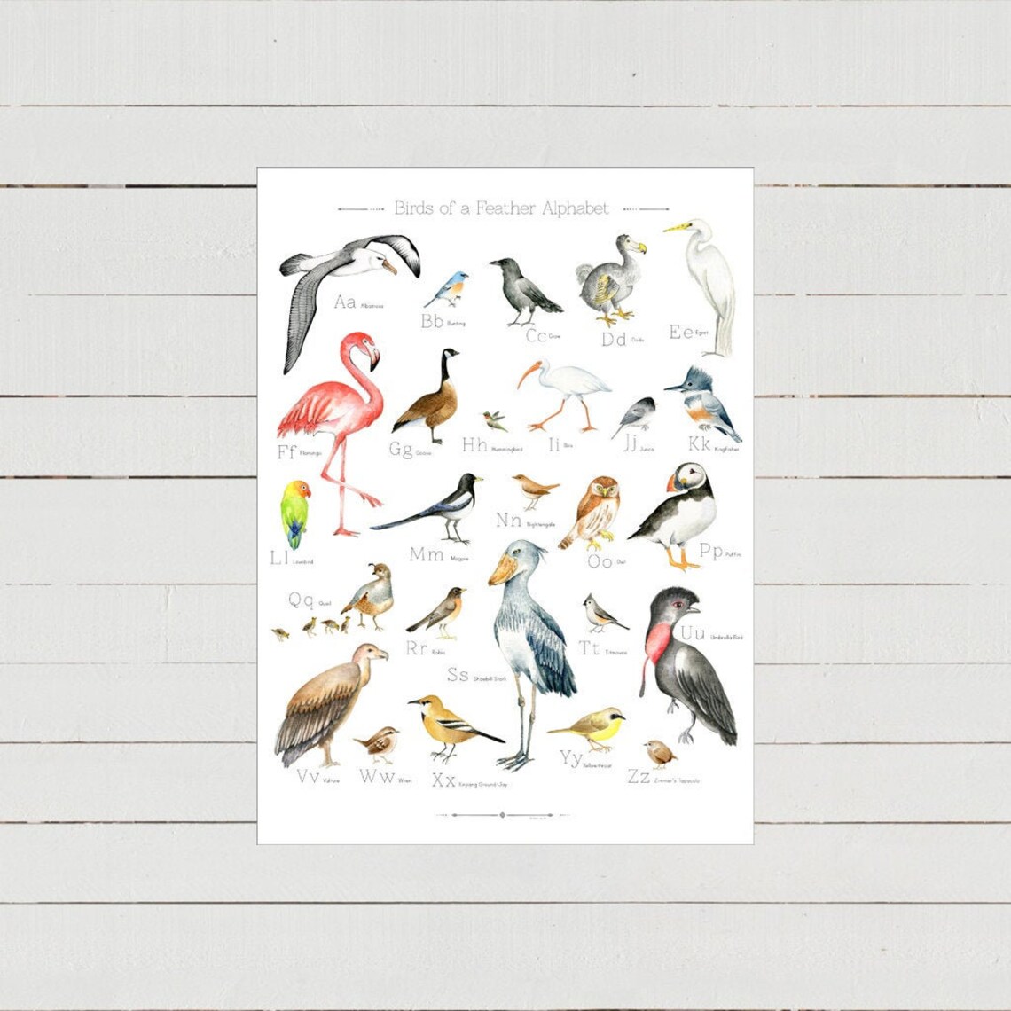 Bird Alphabet Poster - Etsy