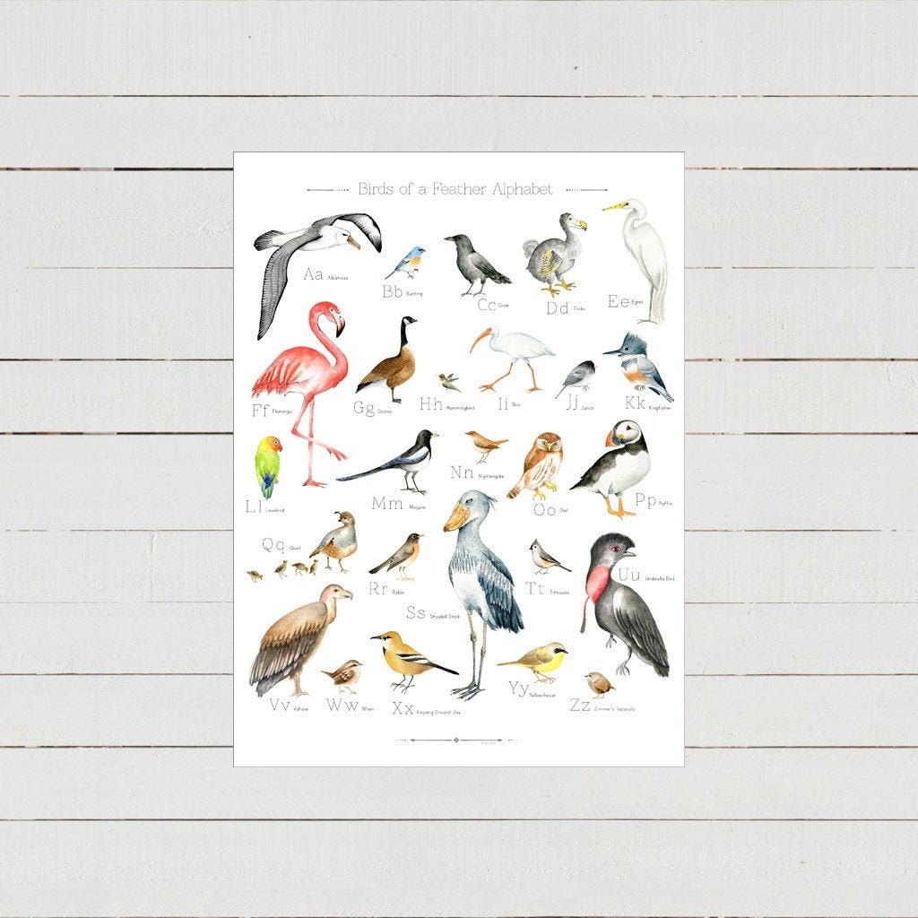 Bird Alphabet Poster - Etsy