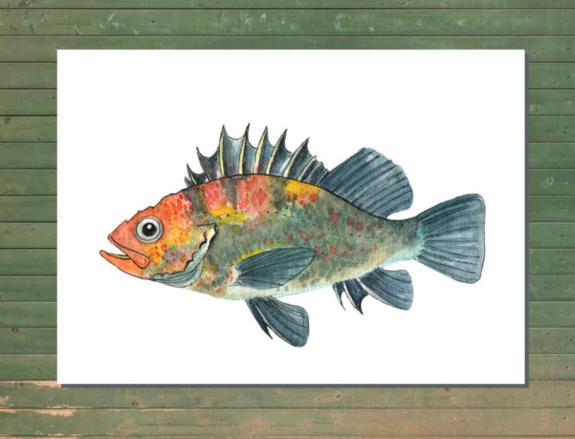 Quillback Fish Illustration - Etsy