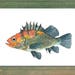 Quillback Fish Illustration - Etsy