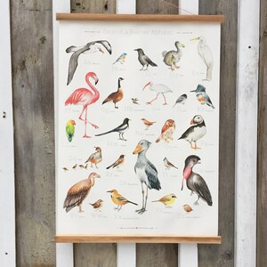 Bird Alphabet Poster - Etsy