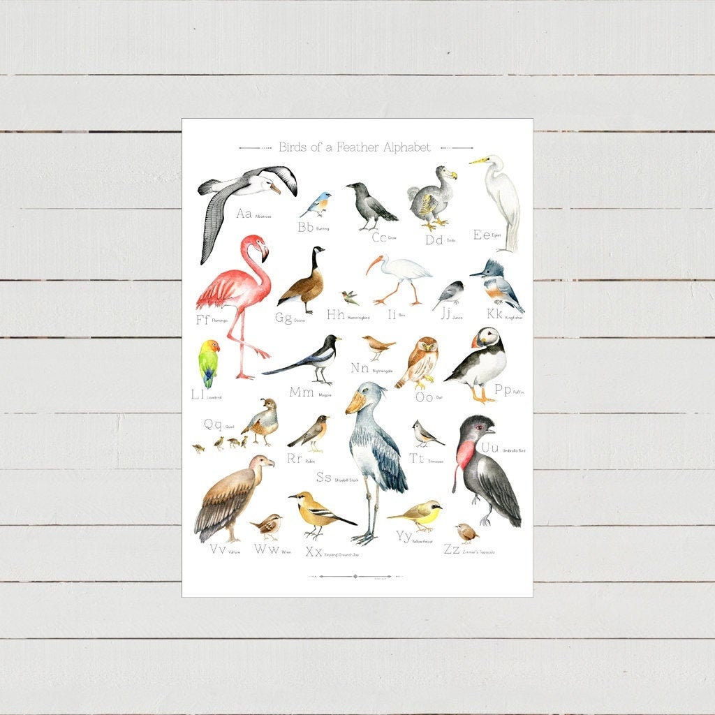 Bird Alphabet Poster - Etsy