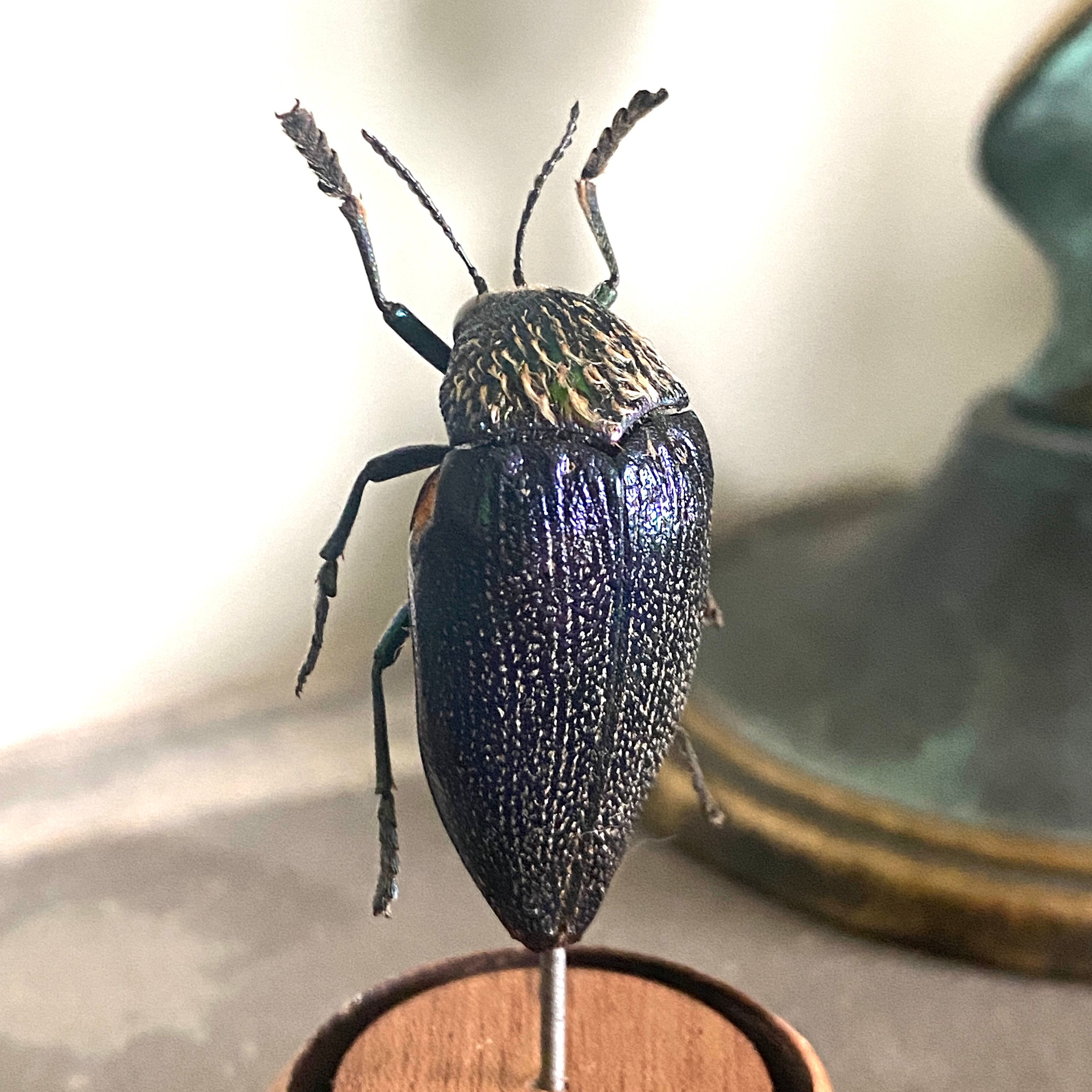 Insect Taxidermy. A Metallic Turquoise Jewel Beetle Taxidermy | Etsy