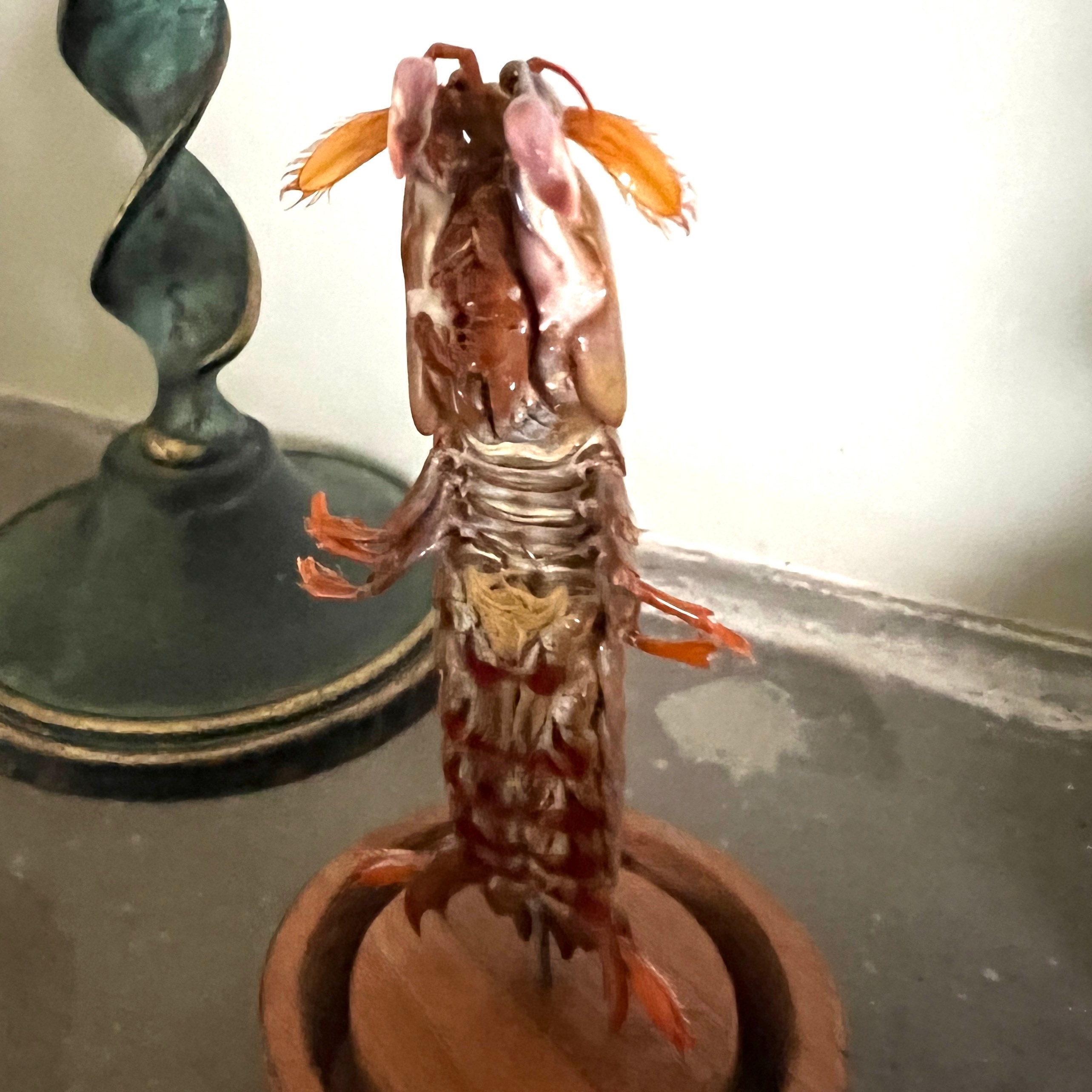 Home & Living A Mantis Shrimp Taxidermy Display on Mahogany Crustacea ...