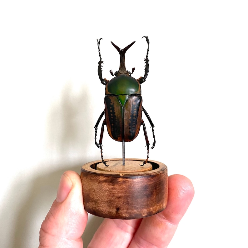 A Large Horned Flower Beetle Taxidermy Display on Maple | Etsy