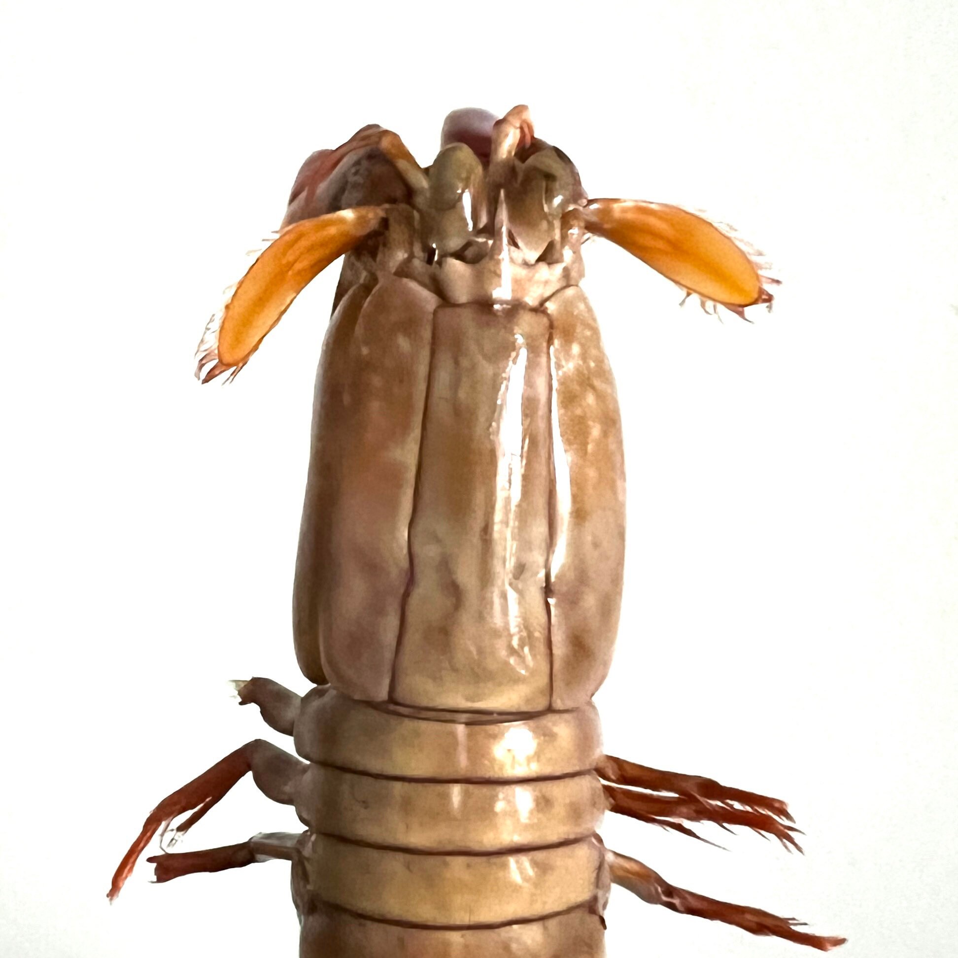 Home & Living A Mantis Shrimp Taxidermy Display on Mahogany Crustacea ...