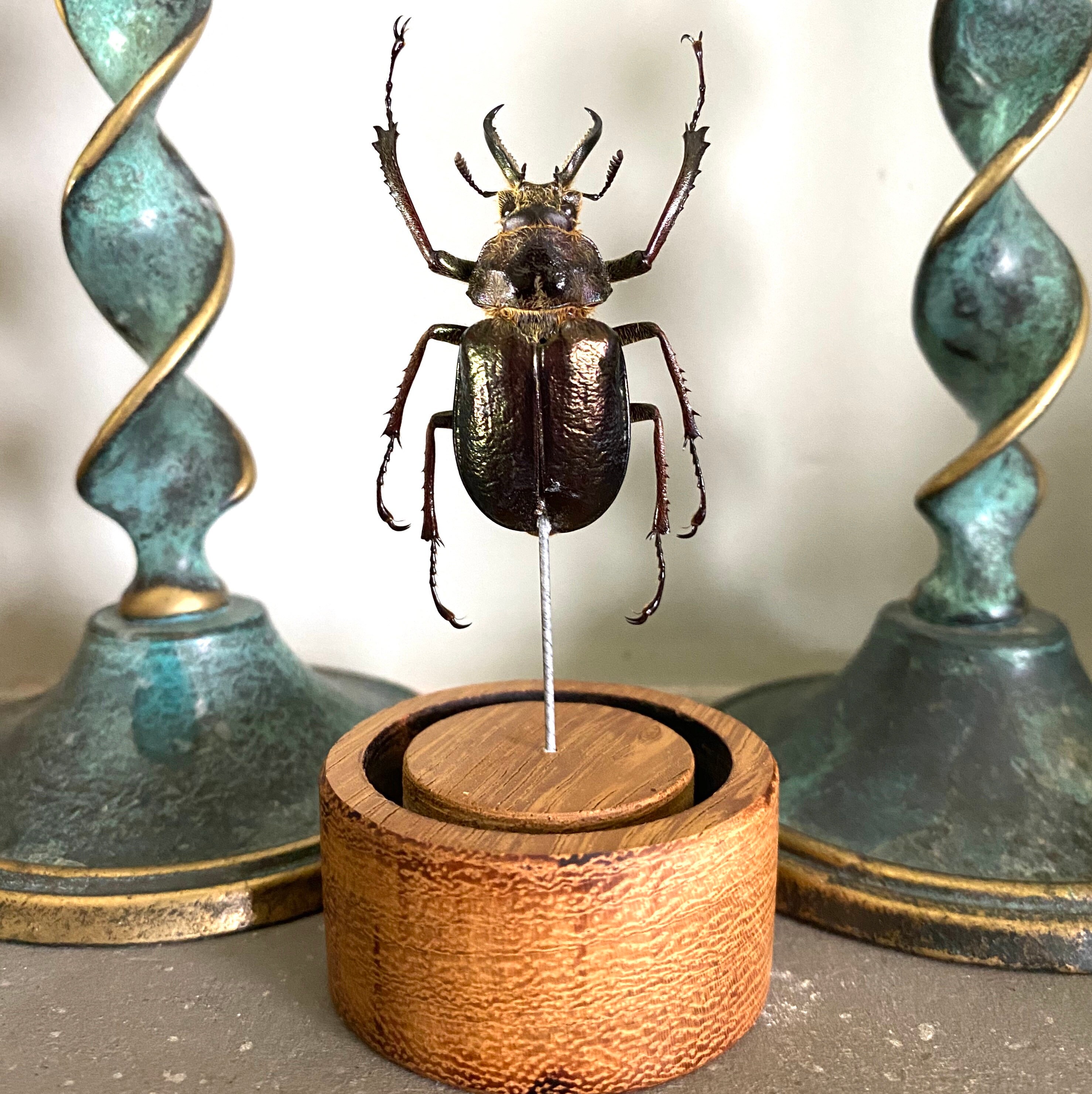 Insect Taxidermy. A Pincer Antlered Stag Beetle Taxidermy | Etsy