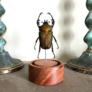 Home & Living A Mantis Shrimp Taxidermy Display on Mahogany Crustacea ...
