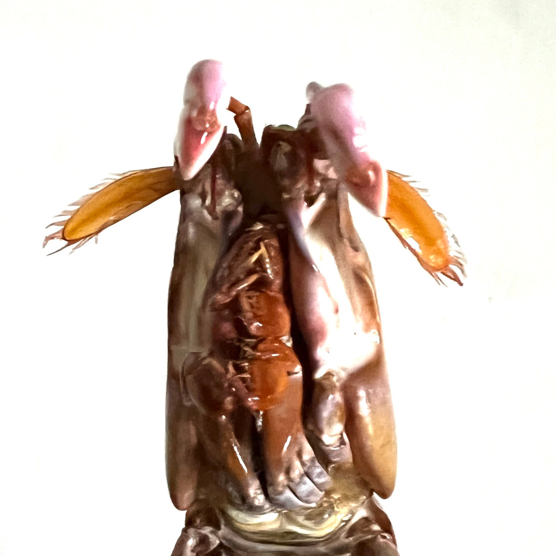 Home & Living A Mantis Shrimp Taxidermy Display on Mahogany Crustacea ...