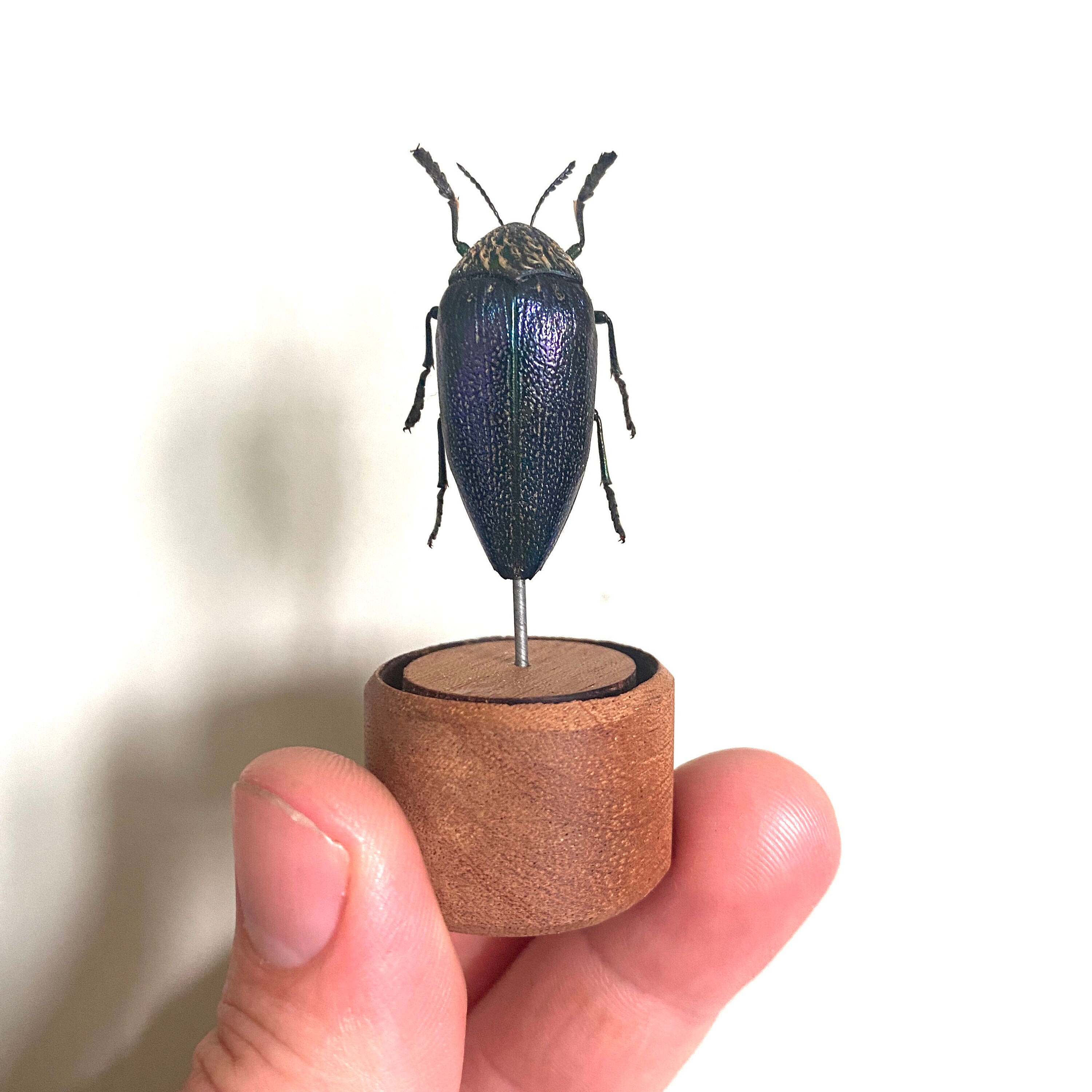 Insect Taxidermy. A Metallic Turquoise Jewel Beetle Taxidermy | Etsy