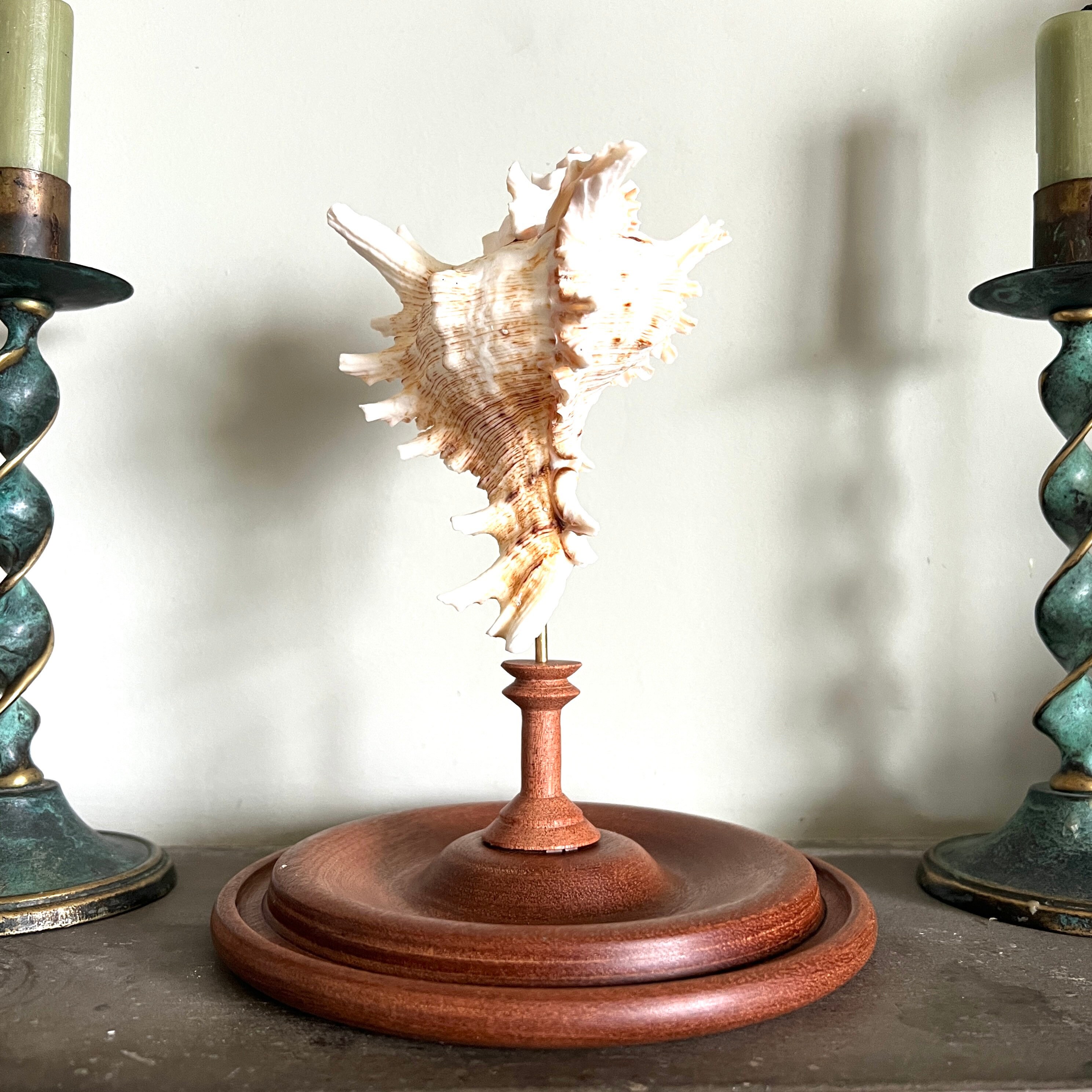 Home & Living A Rose Murex Seashell Display on Acacia and Teak Insects ...