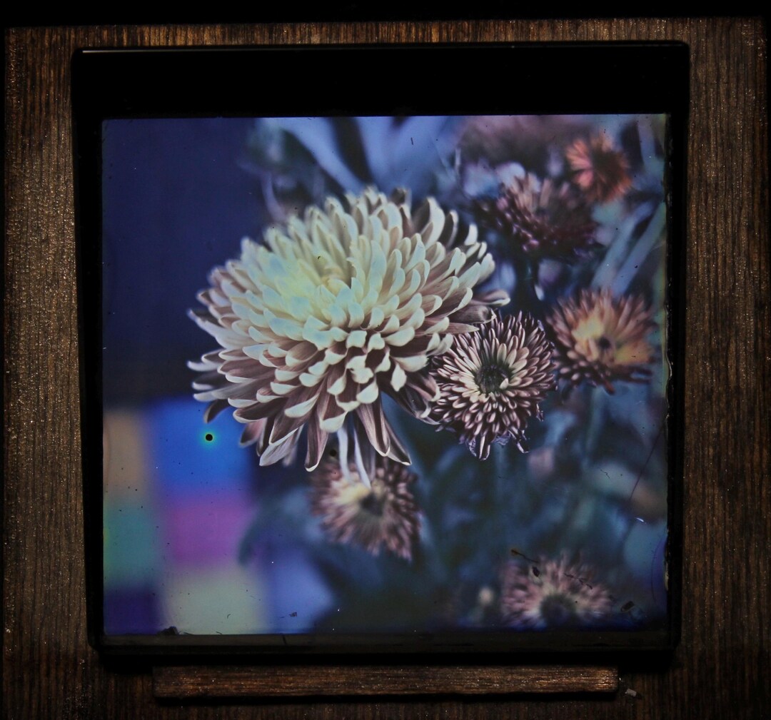 Flowers - Lippmann Plate (6cm X 6cm) - Etsy