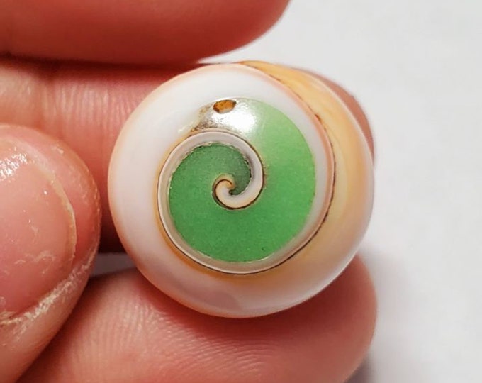 Heart Shaped Snail Fossil Shiva Eye Cabochon, 1pc - Etsy