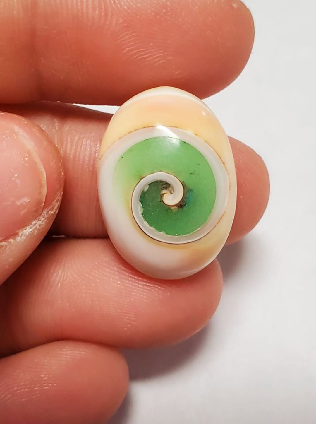 Heart Shaped Snail Fossil Shiva Eye Cabochon, 1pc - Etsy