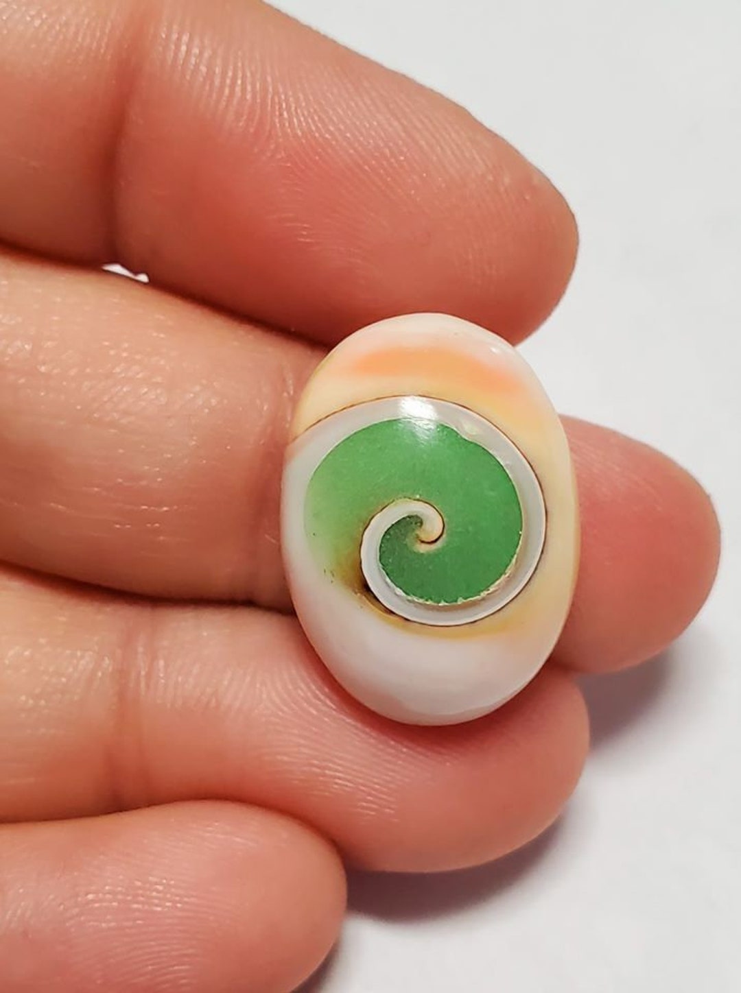 Heart Shaped Snail Fossil Shiva Eye Cabochon, 1pc - Etsy
