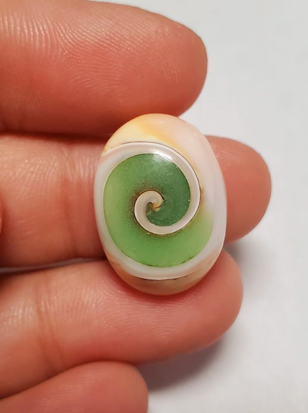 Heart Shaped Snail Fossil Shiva Eye Cabochon, 1pc - Etsy