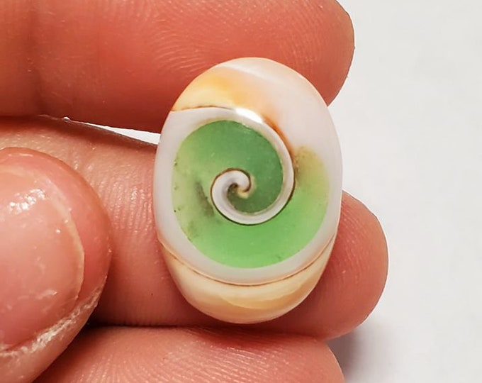 Heart Shaped Snail Fossil Shiva Eye Cabochon, 1pc - Etsy