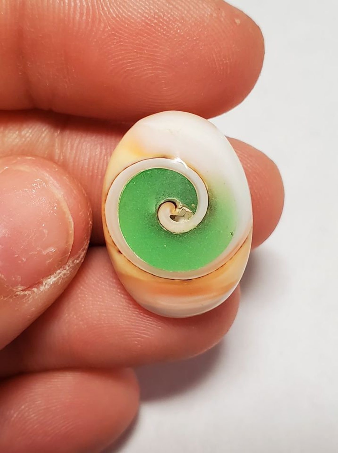 Heart Shaped Snail Fossil Shiva Eye Cabochon, 1pc - Etsy
