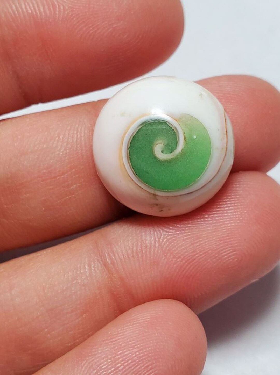 Round Shaped Snail Fossil Shiva Eye Cabochon, 1pc - Etsy