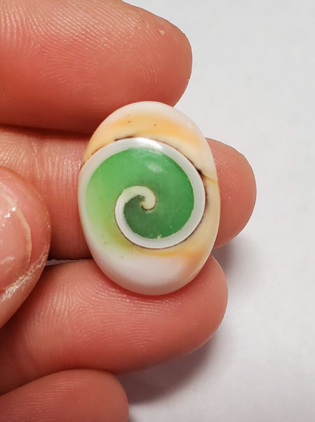 Heart Shaped Snail Fossil Shiva Eye Cabochon, 1pc - Etsy