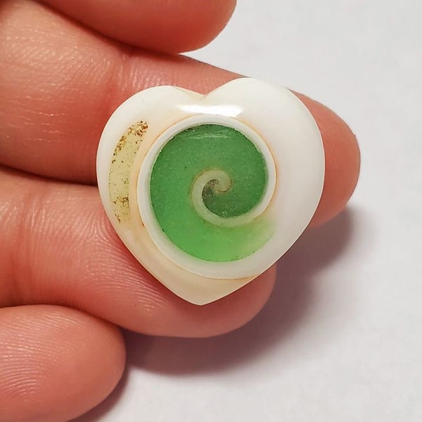 Rare Sea Shells - Etsy