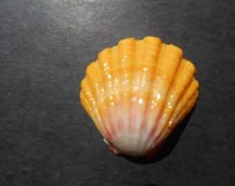 Sunrise shell | Etsy