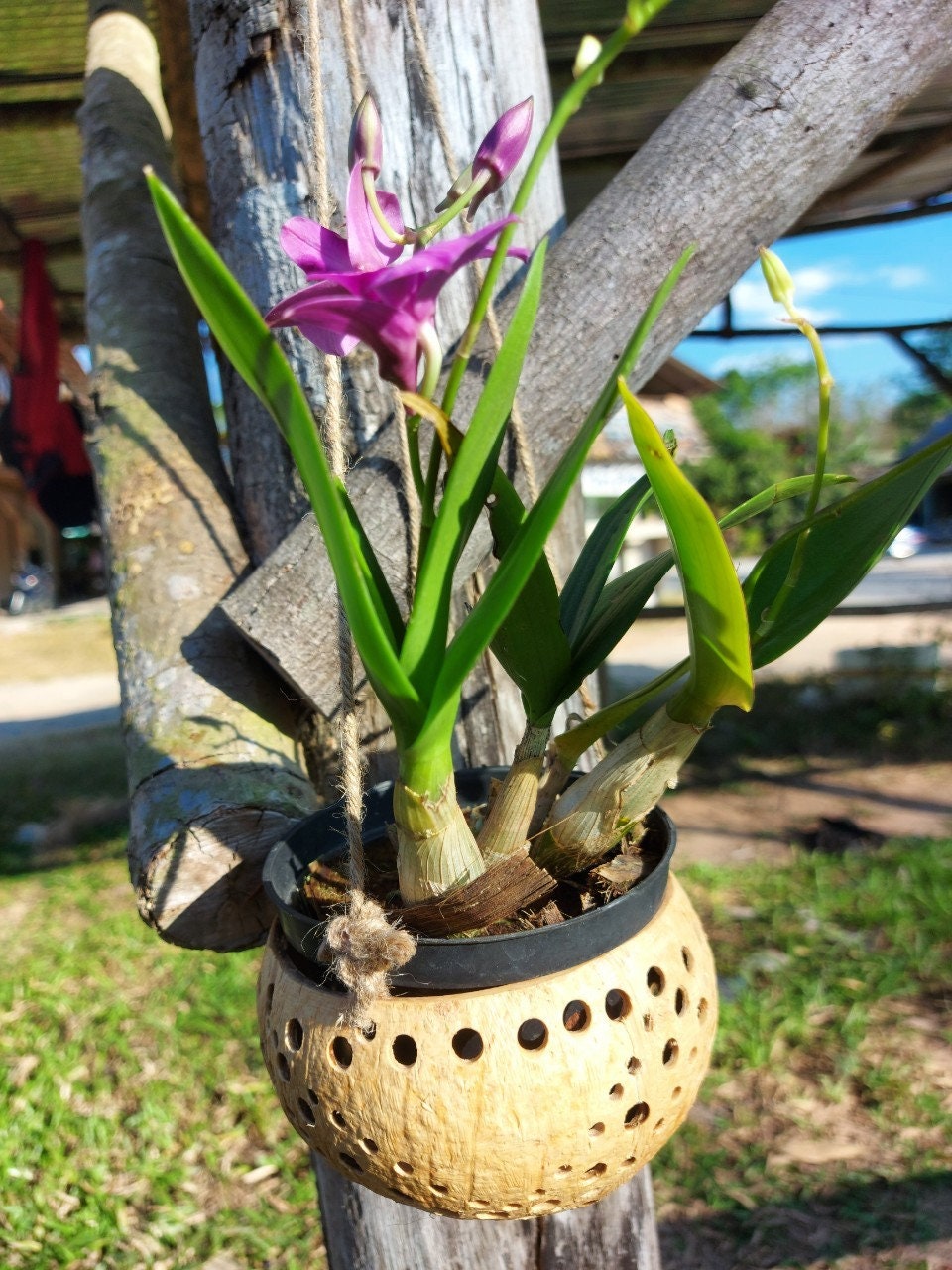 Set 3 PCS Hanging Orchid Pot Air Plant Holder Hanging Orchid | Etsy