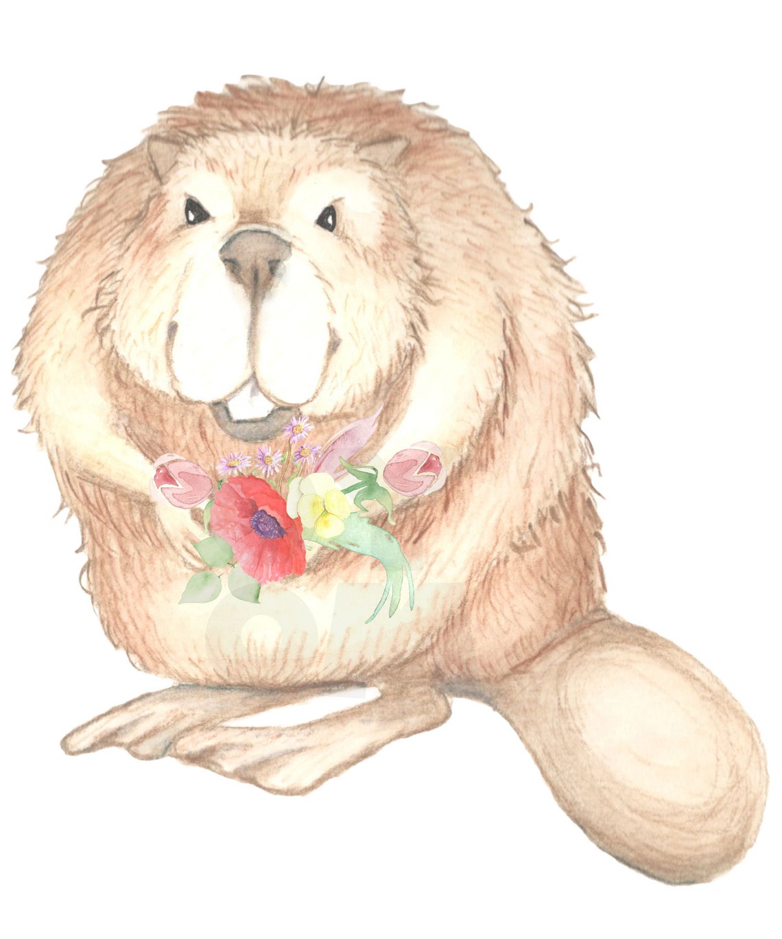 Canadian Clipart Beaver Clipart Canada Day Illustrations | Etsy