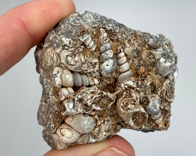 Raw Turritella Fossils Natural Turritella Agate Pick Your Size - Etsy