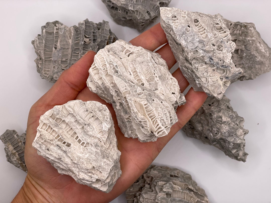 Fossil Coral || Raw Fossilized Coral || Fossil Coral Specimen || Druzy ...