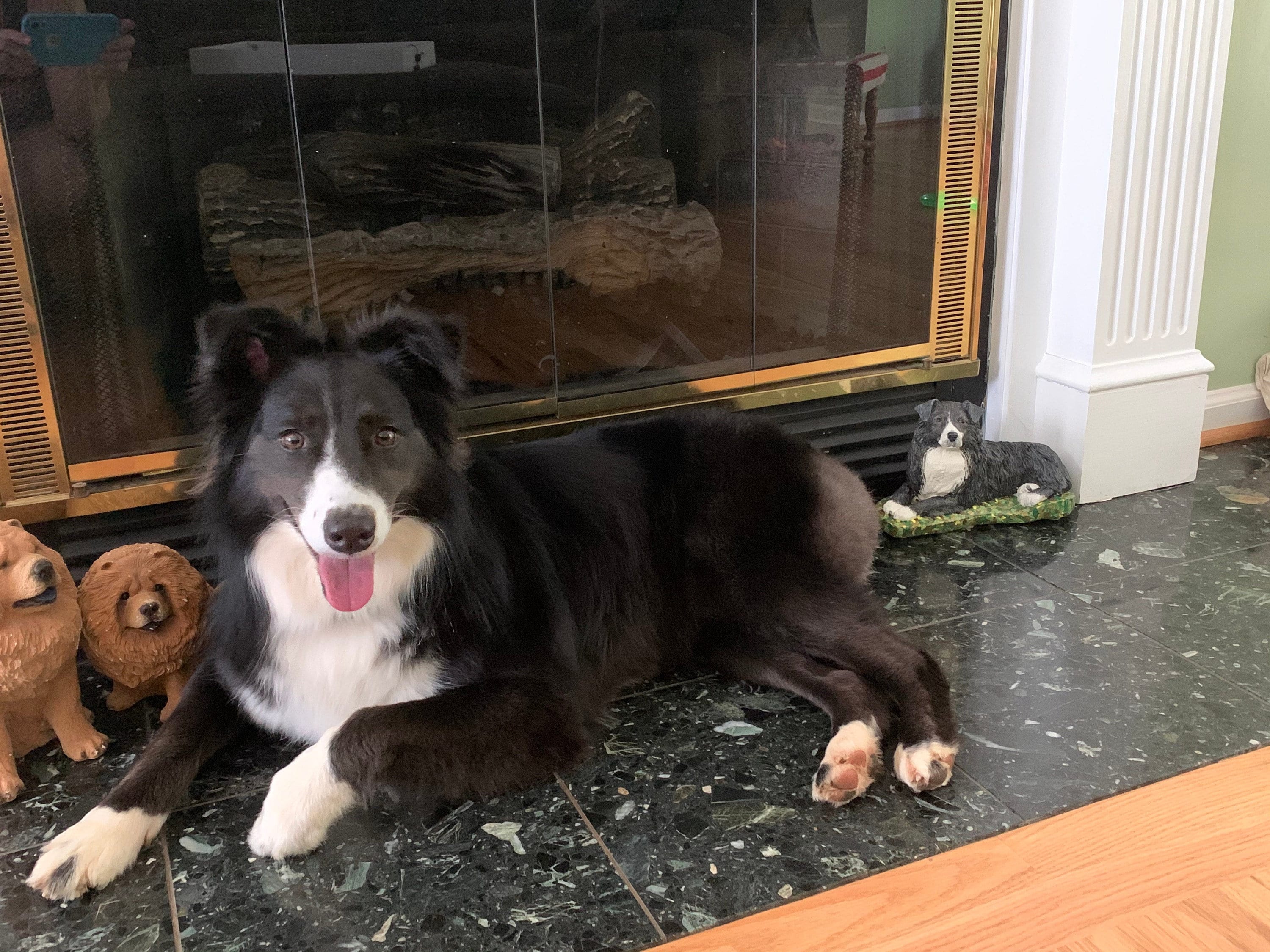 Concrete Statue Border Collie Pet memorial painted as a | Etsy