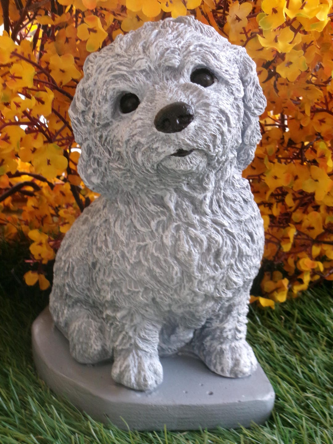 Cockapoo, Havanese, Bolognese, Maltese,poodle, Bichon Frise,pumi ...