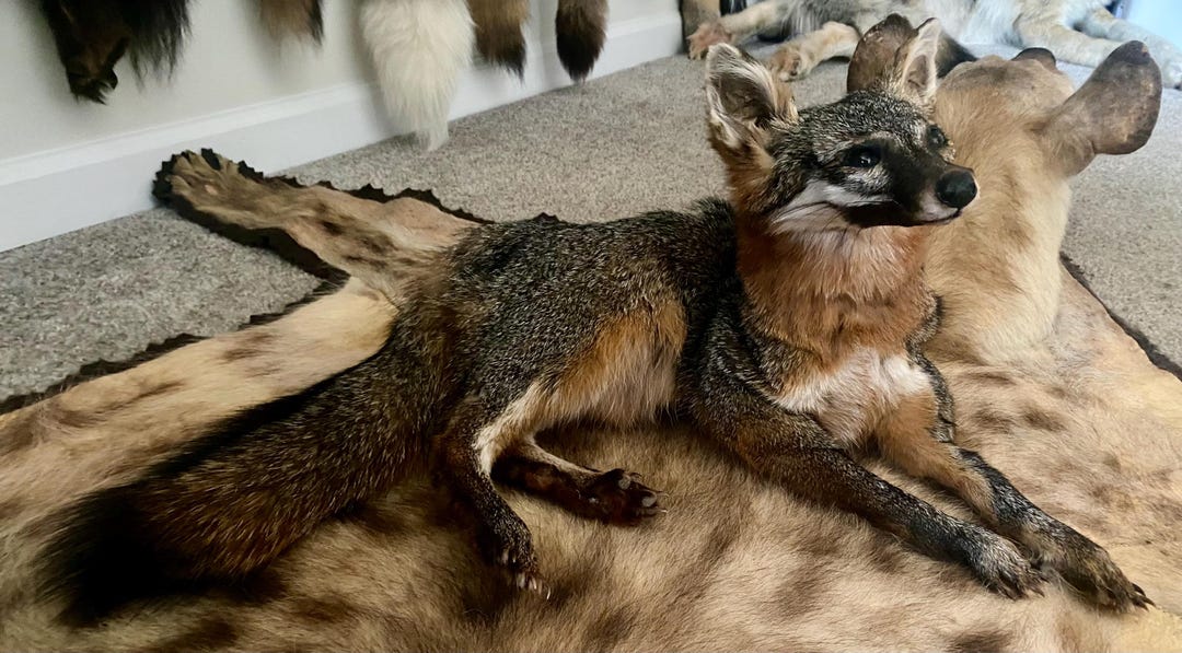 Gray Fox Taxidermy Soft Mount Lifesize, Partial Armature - Etsy
