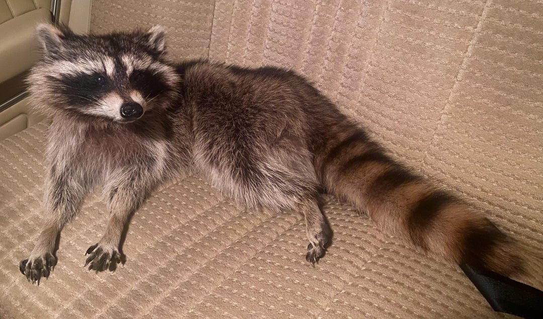 Raccoon Soft Mount Taxidermy Lifesize Partial Armature - Etsy