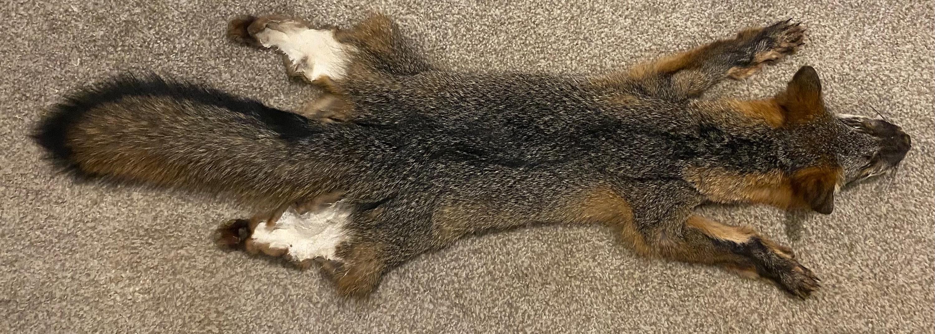 Gray Fox Pelt Taxidermy Fur Complete Mountable - Etsy