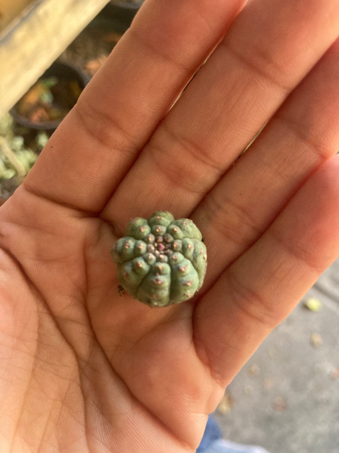 Euphorbia Obesa Cutting - Etsy