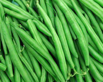 Roma II Green Bush Bean Seeds - Etsy