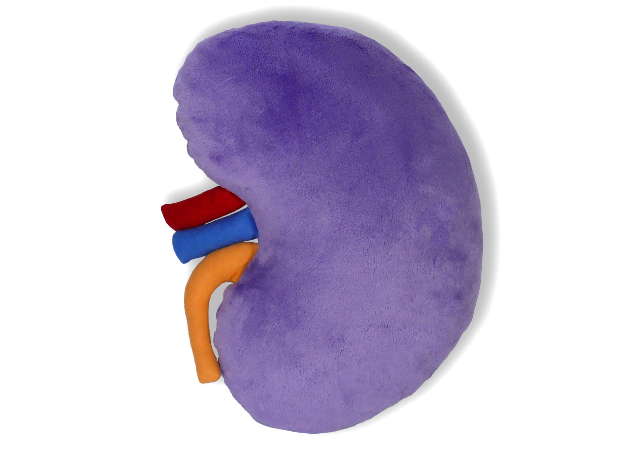 Anatomical Kidney Plush Toy Organ, Kidney Transplant Plushie Gift ...