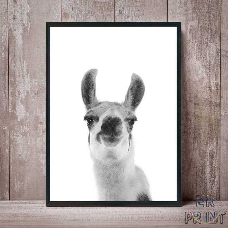 Llama Print Alpaca Print Llama Black and White Nursery - Etsy