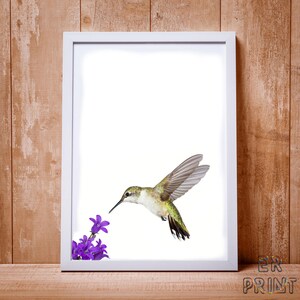 Hummingbird Print, Colibri Print, Hummingbird Art, Hummingbird Wall Art ...