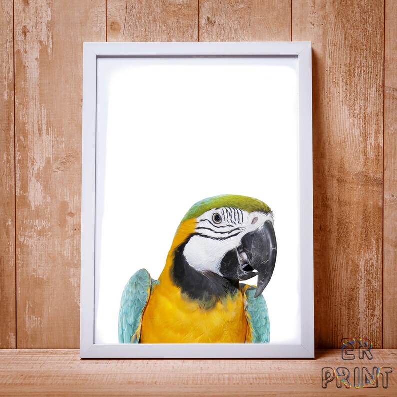 Parrot Print Macaw Print Parrot Wall Art Bird Print Parrot | Etsy
