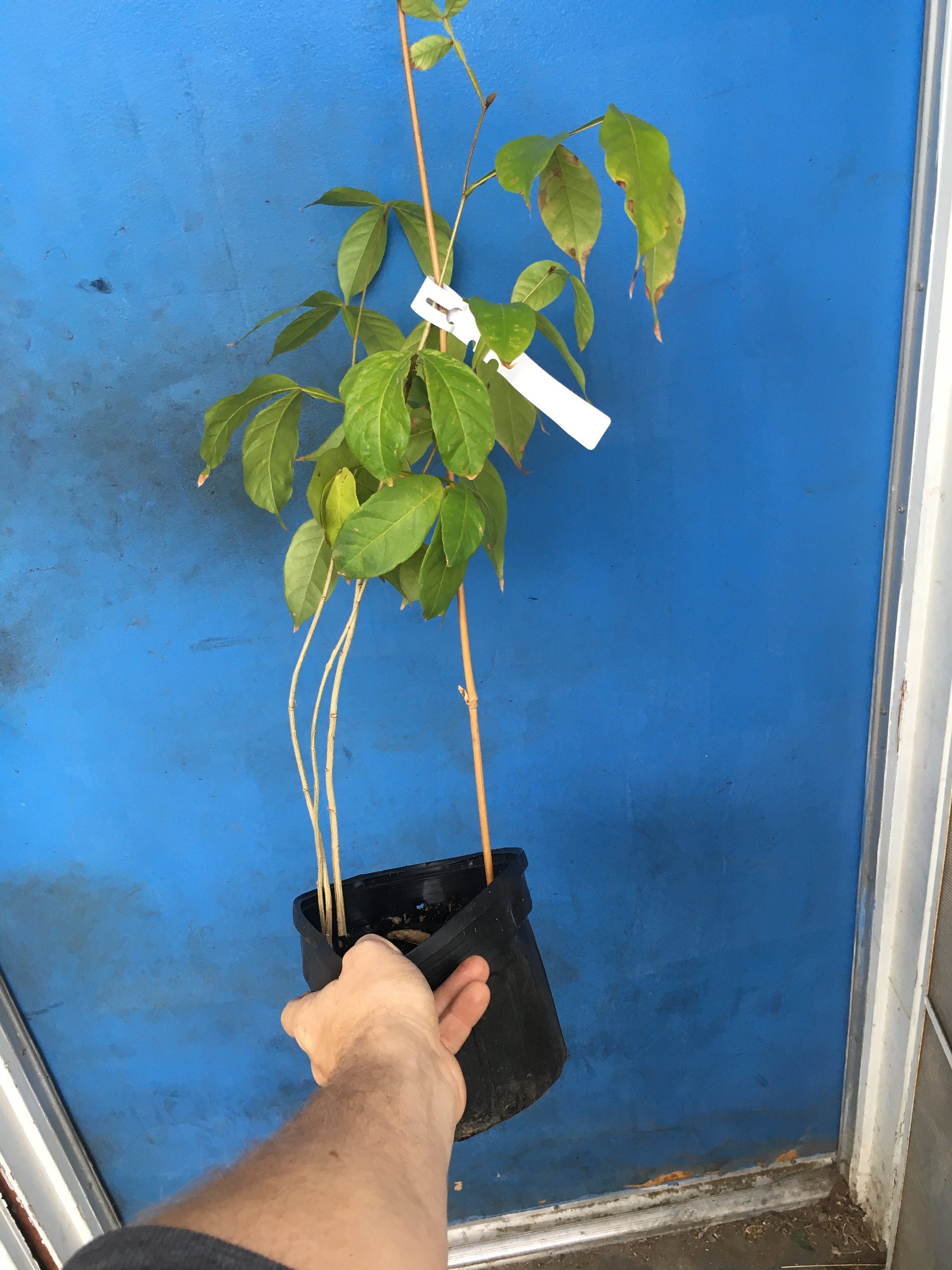 Vanilla Ice Cream Bean Tree - Etsy