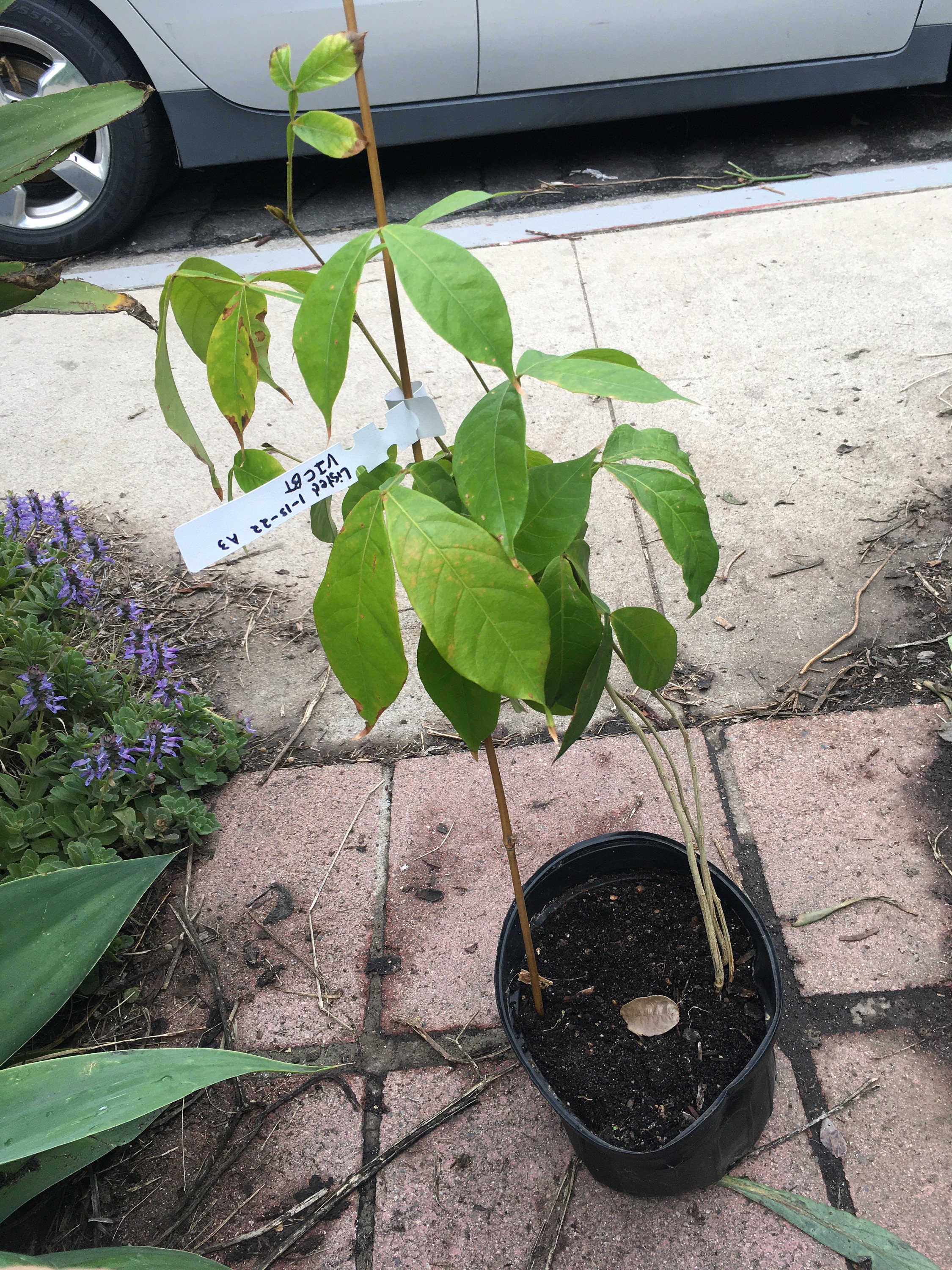 Vanilla Ice Cream Bean Tree - Etsy