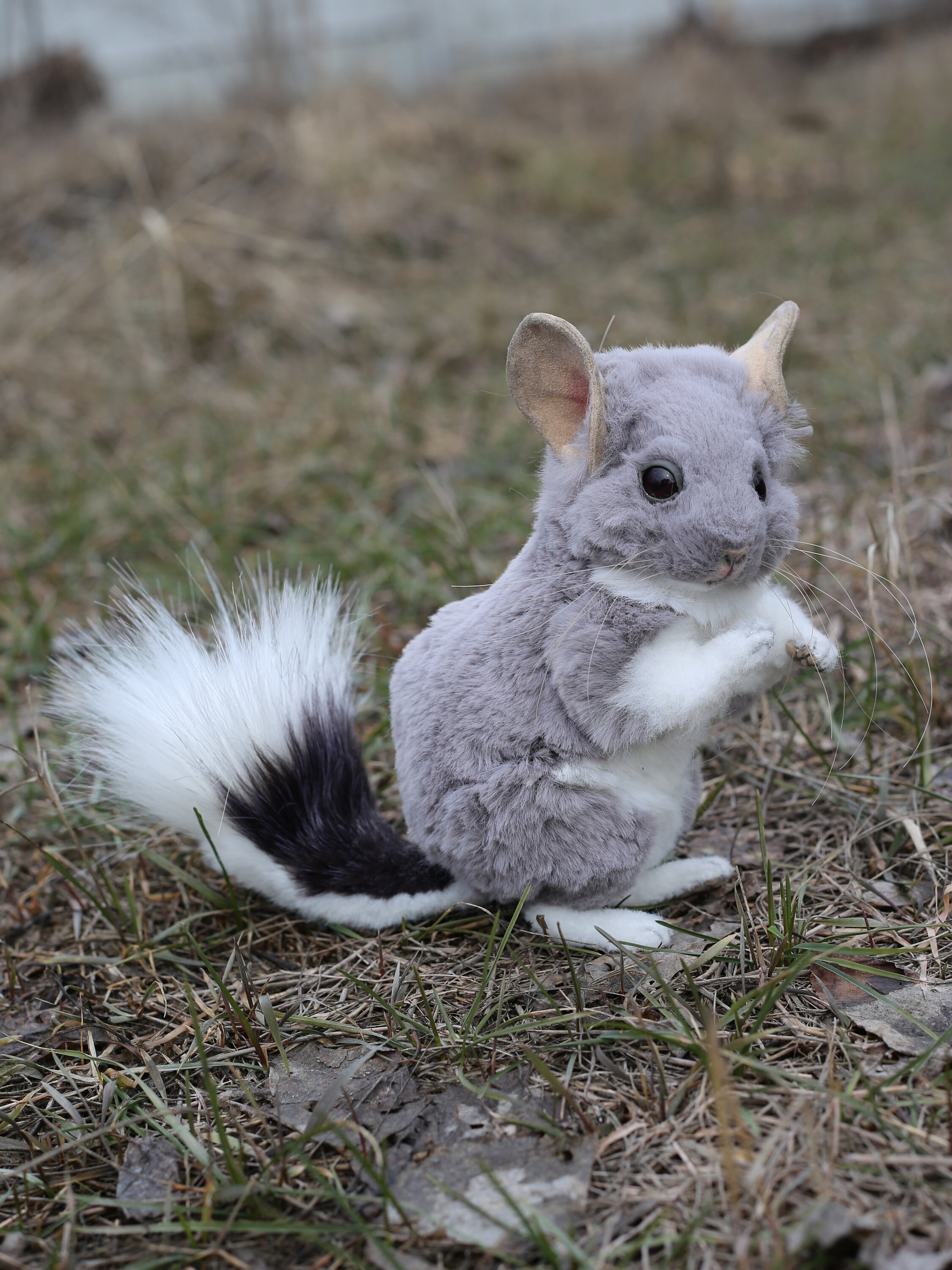 Chinchilla Baby - Etsy
